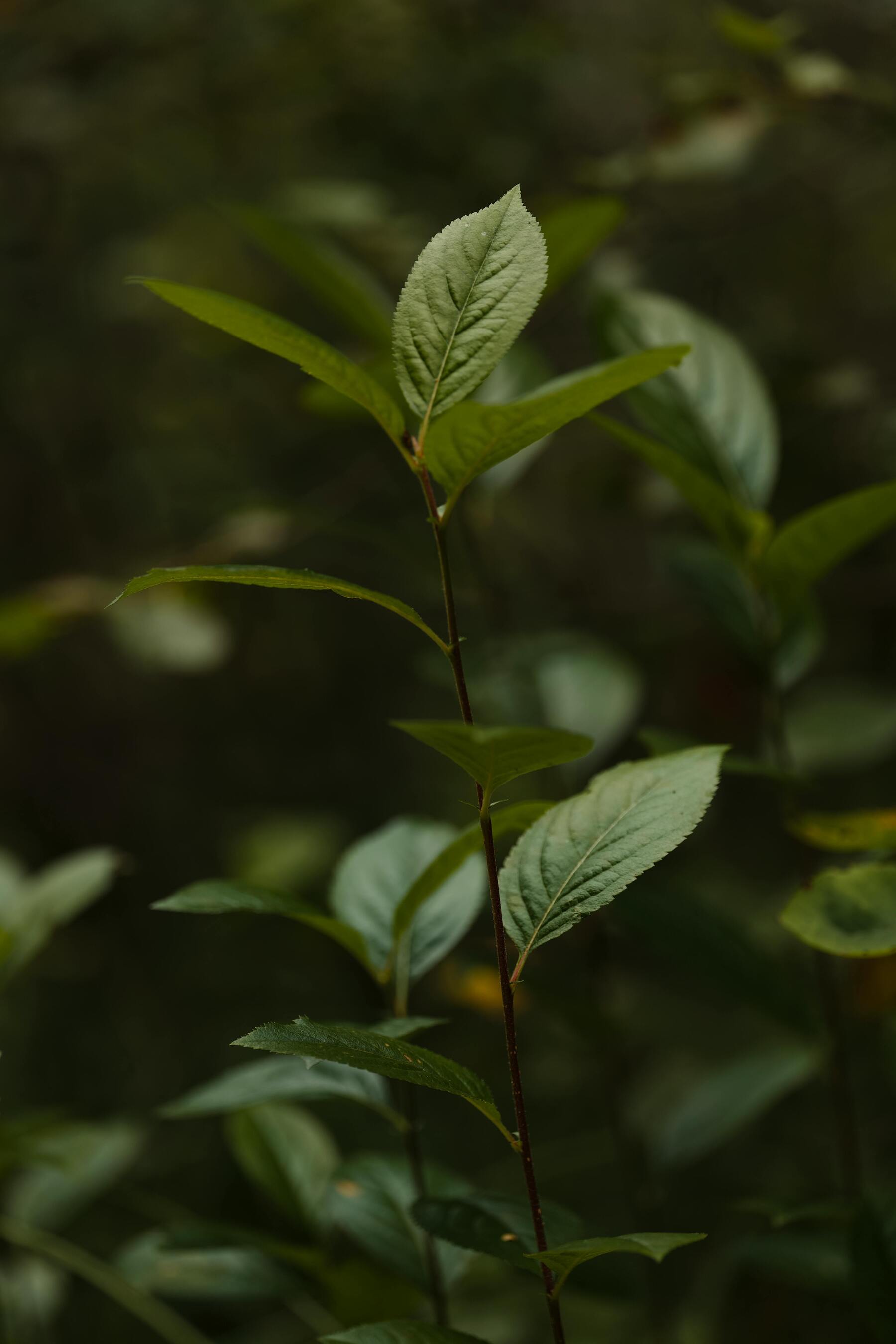 Plants 8K Wallpapers - Top Free Plants 8K Backgrounds - WallpaperAccess