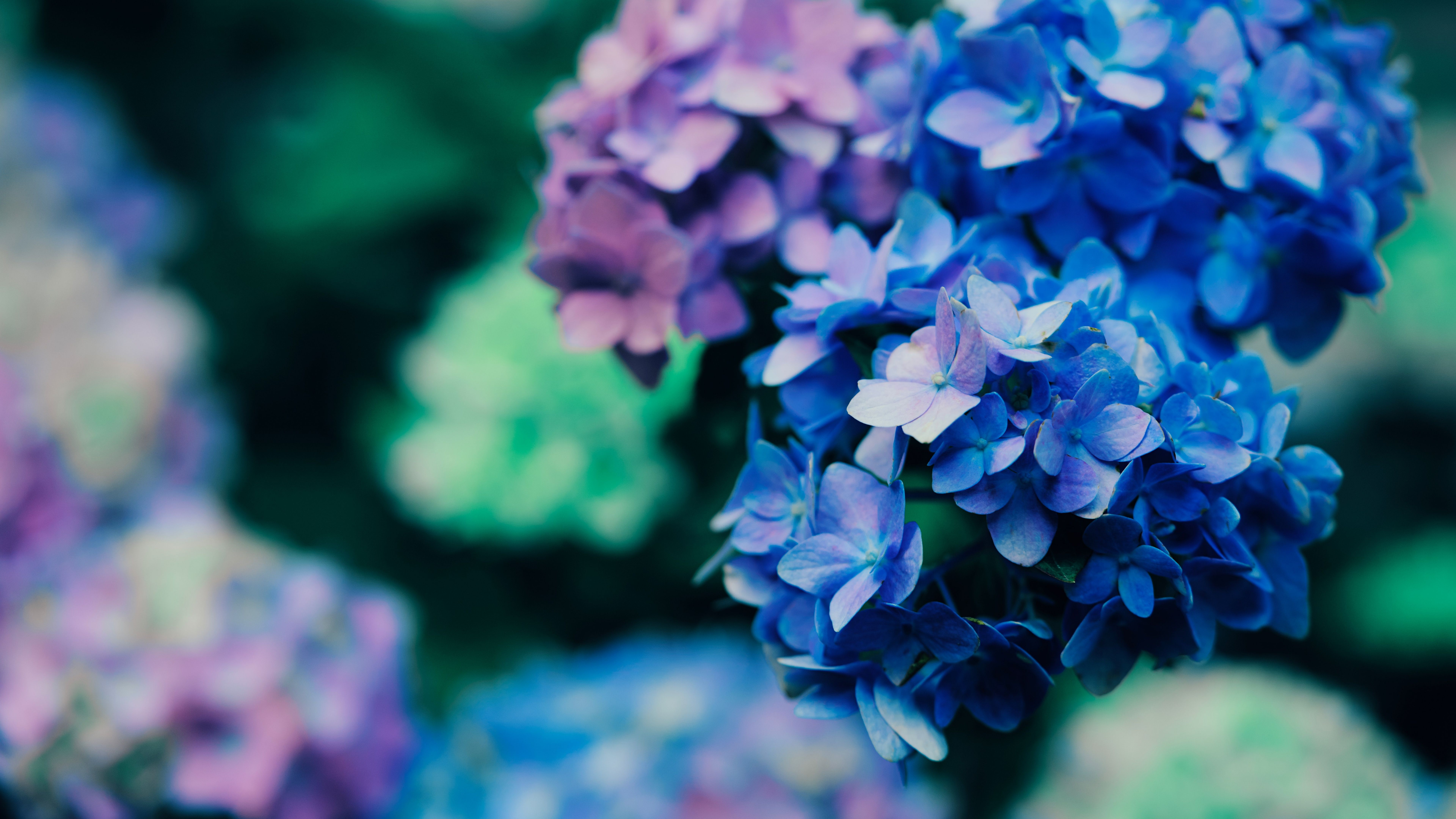 Plants 8K Wallpapers - Top Free Plants 8K Backgrounds - WallpaperAccess