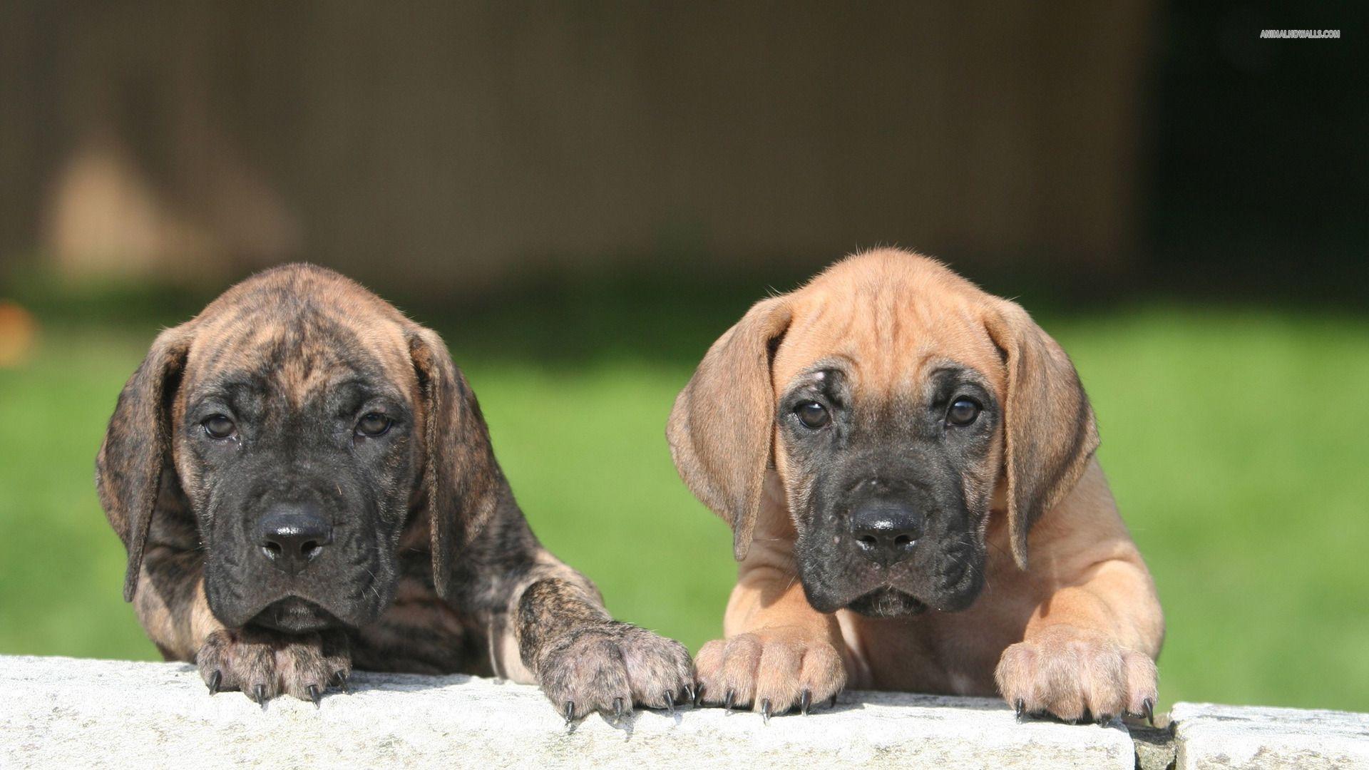 Great Dane Wallpapers - Top Free Great Dane Backgrounds - WallpaperAccess