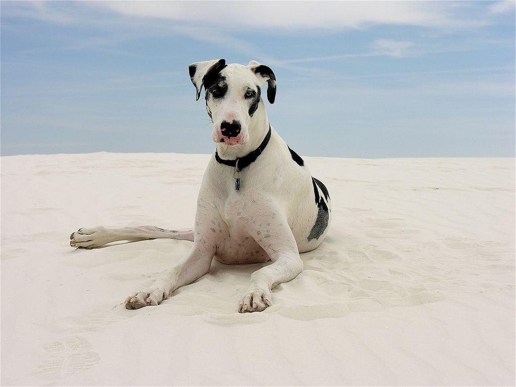 Great Dane Wallpapers - Top Free Great Dane Backgrounds - WallpaperAccess