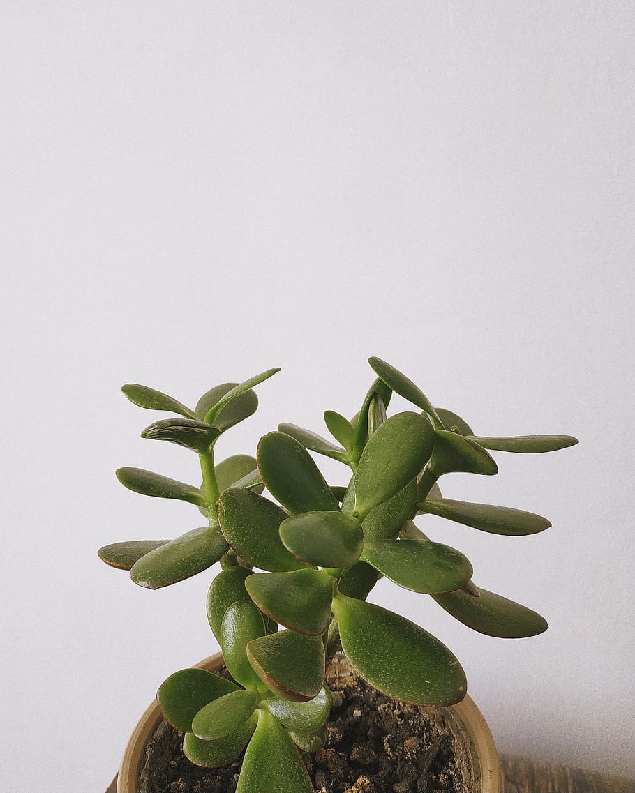 Minimal Plant Wallpapers - Top Free Minimal Plant Backgrounds ...