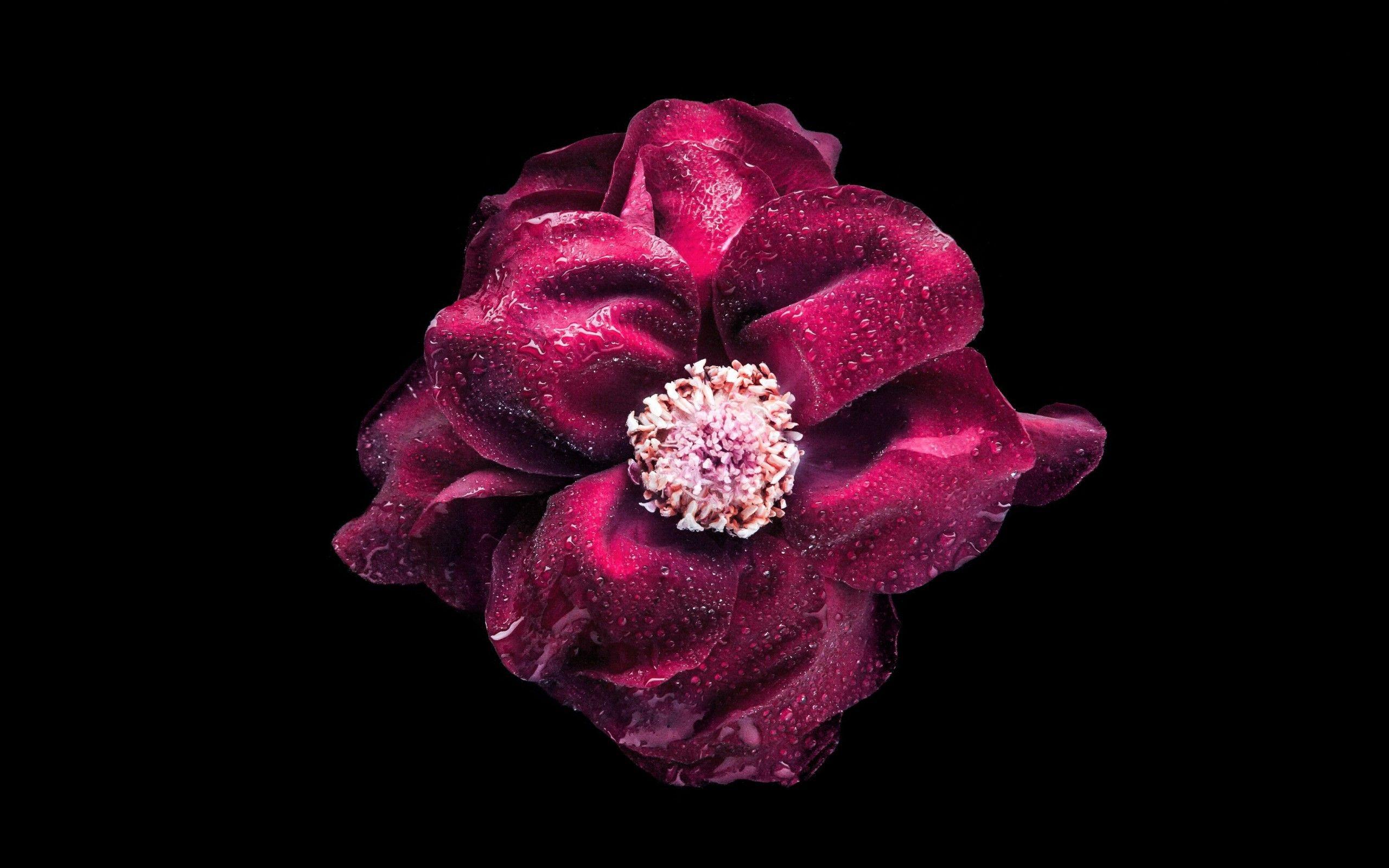 Burgundy Flowers Wallpapers - Top Free Burgundy Flowers Backgrounds ...