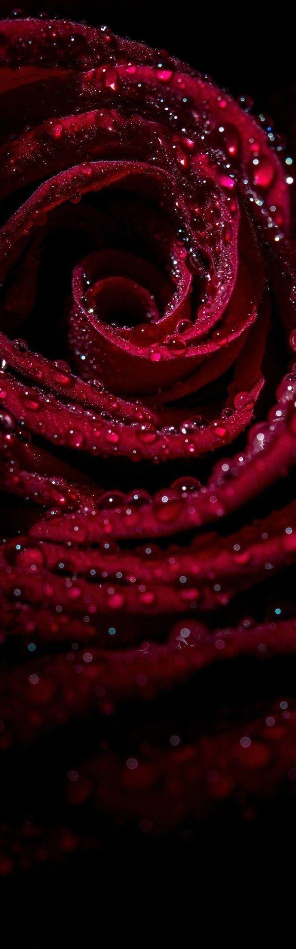 Burgundy Flowers Wallpapers - Top Free Burgundy Flowers Backgrounds ...