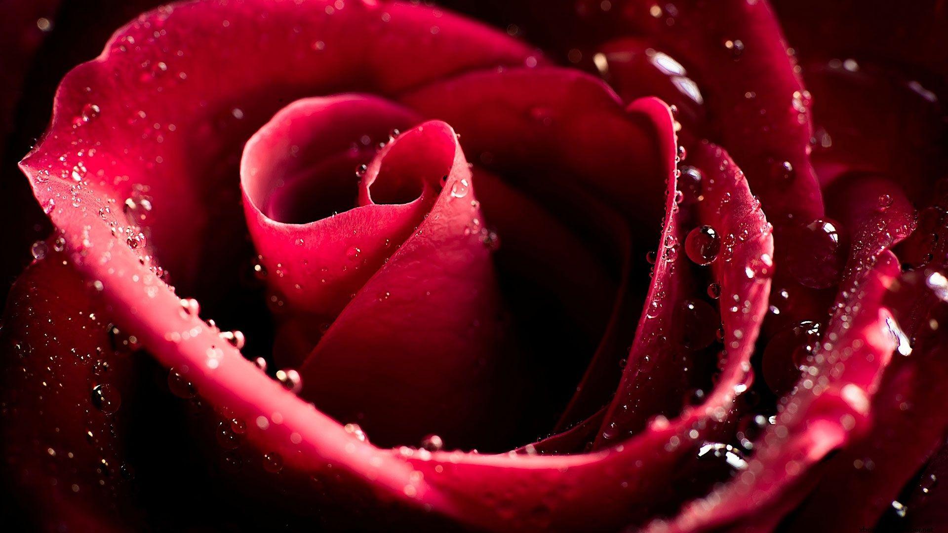 Burgundy Flowers Wallpapers - Top Free Burgundy Flowers Backgrounds ...