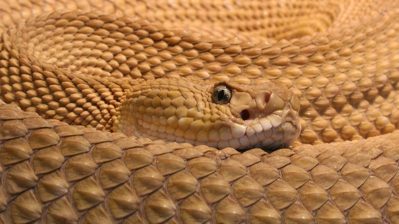 Big Snake Wallpapers - Top Free Big Snake Backgrounds - WallpaperAccess