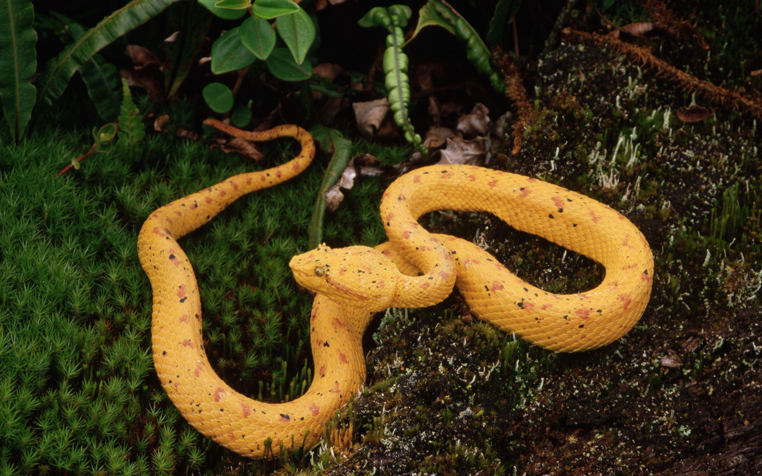 Big Snake Wallpapers - Top Free Big Snake Backgrounds - WallpaperAccess