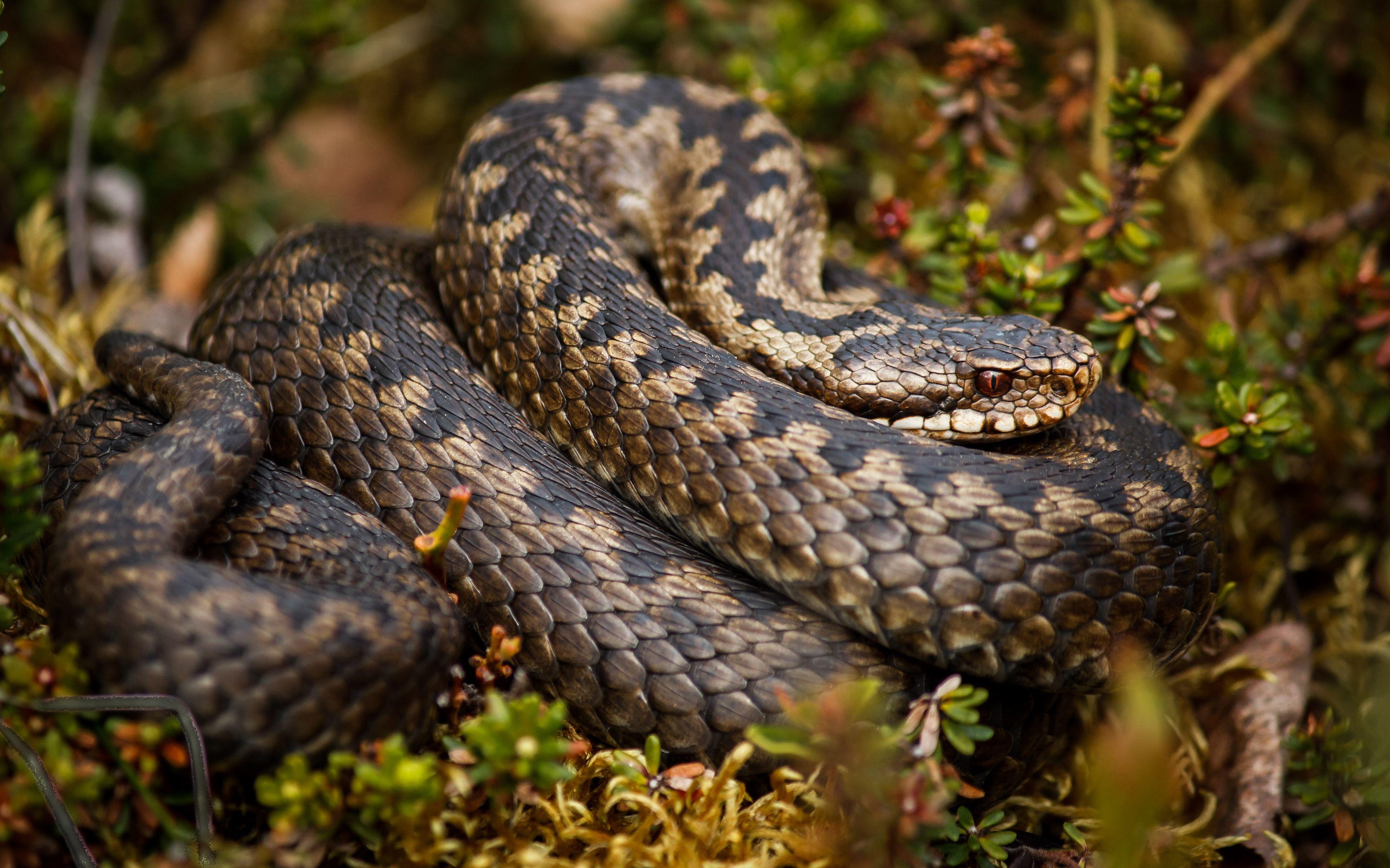 Big Snake Wallpapers - Top Free Big Snake Backgrounds - WallpaperAccess