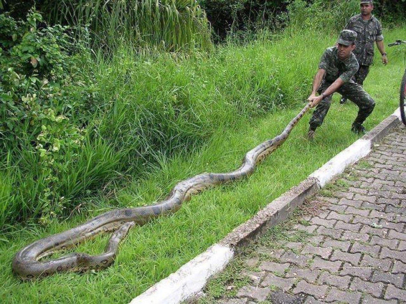 Big Snake Wallpapers - Top Free Big Snake Backgrounds - WallpaperAccess