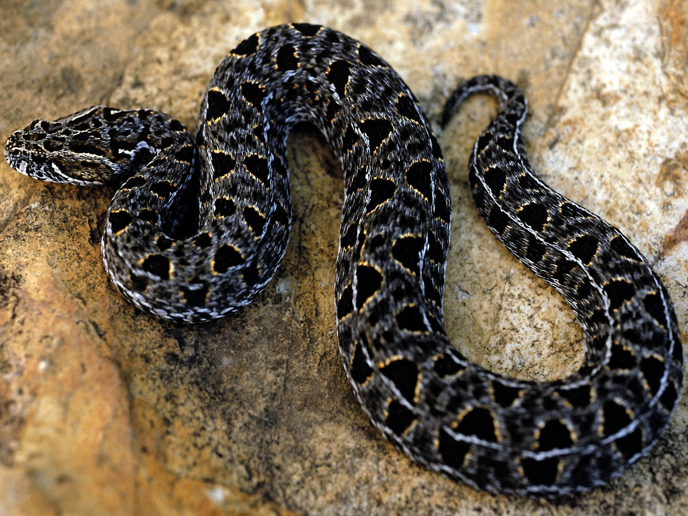 Big Snake Wallpapers - Top Free Big Snake Backgrounds - WallpaperAccess