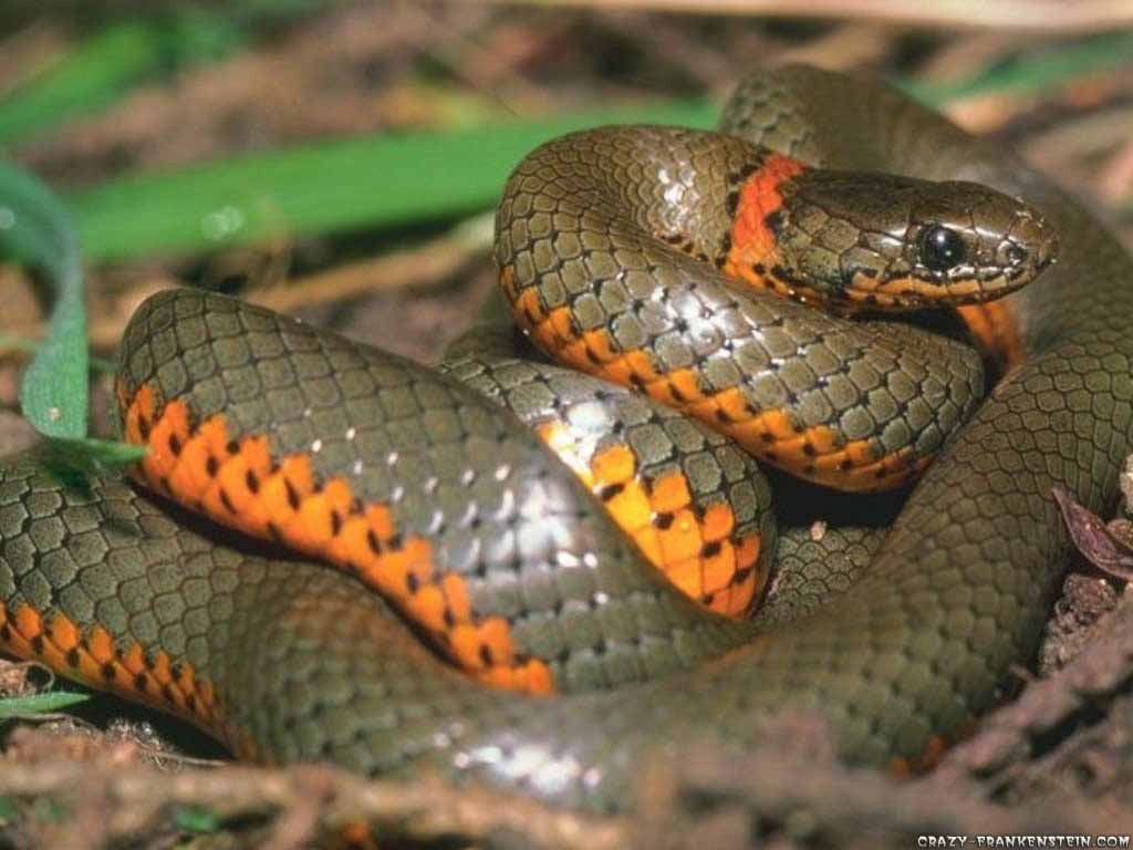 Big Snake Wallpapers - Top Free Big Snake Backgrounds - WallpaperAccess