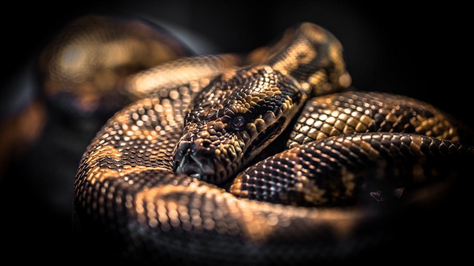 Big Snake Wallpapers - Top Free Big Snake Backgrounds - WallpaperAccess