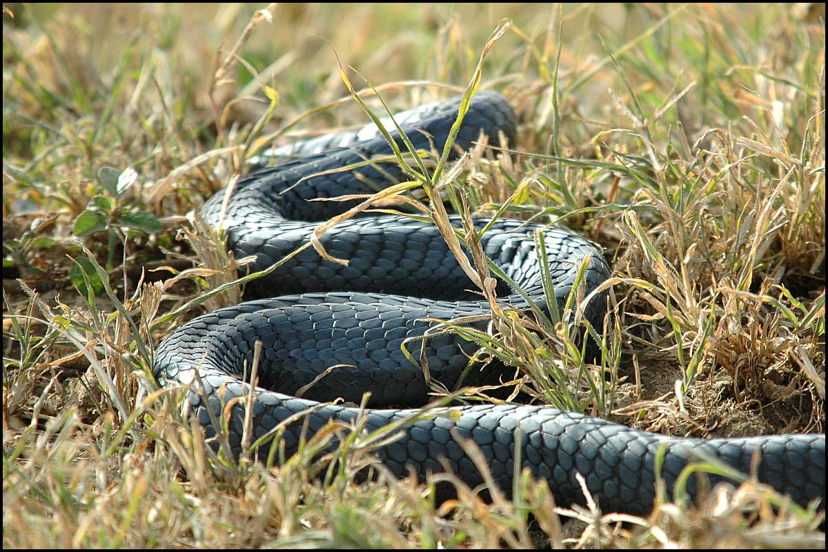 Big Snake Wallpapers - Top Free Big Snake Backgrounds - WallpaperAccess