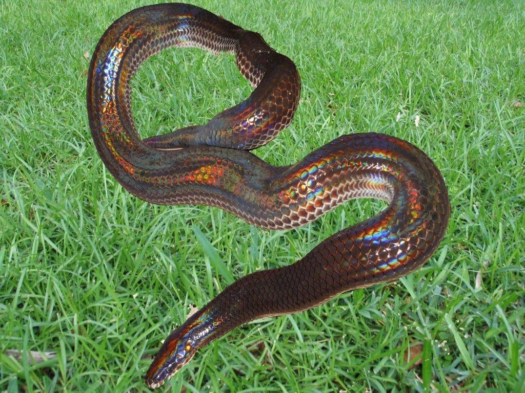 Big Snake Wallpapers - Top Free Big Snake Backgrounds - WallpaperAccess