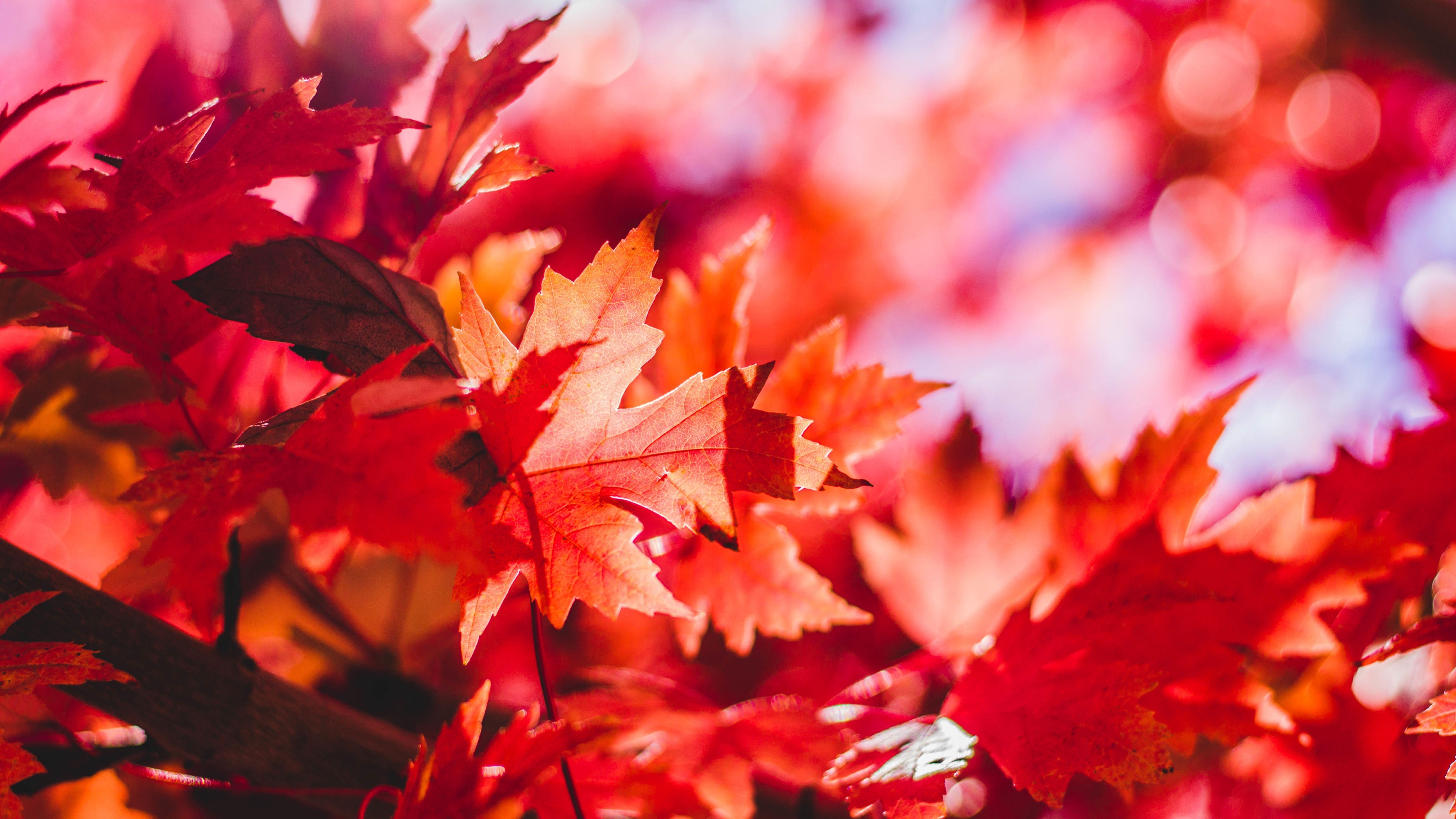 8K Leaves Wallpapers - Top Free 8K Leaves Backgrounds - WallpaperAccess