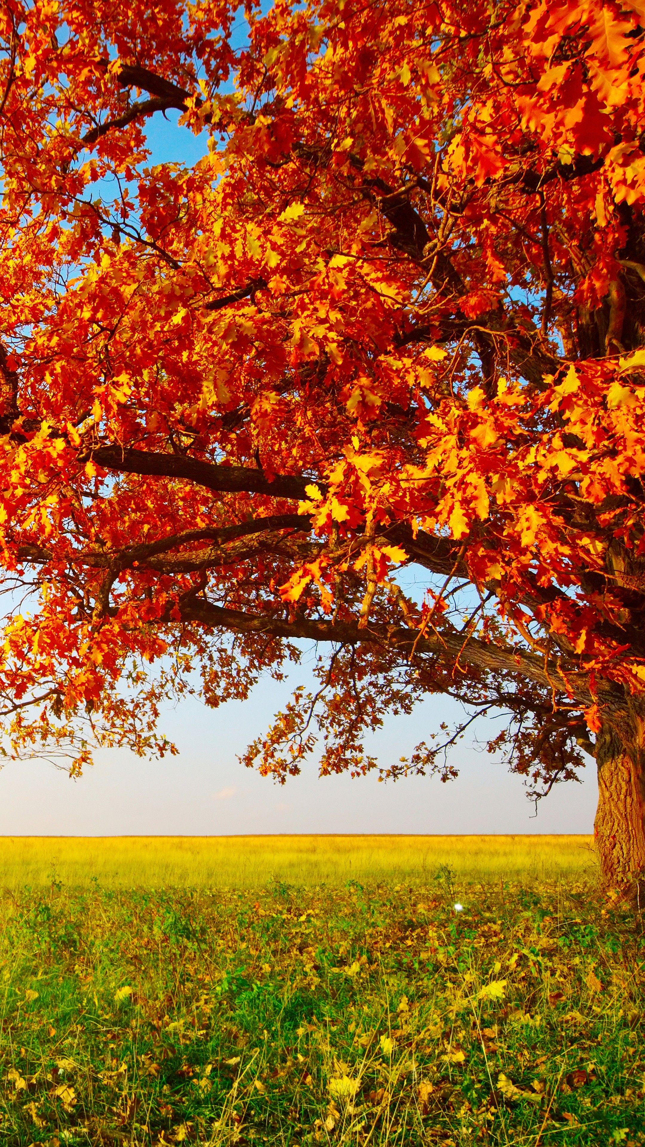 Autumn Tree HD Wallpapers - Top Free Autumn Tree HD Backgrounds ...