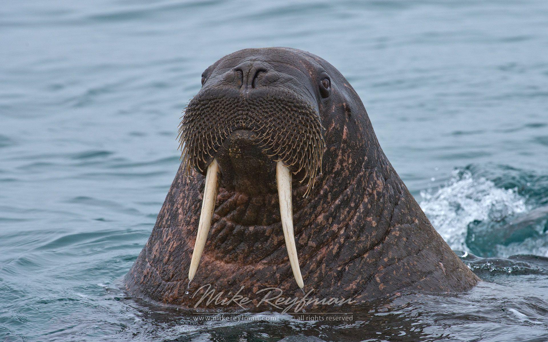 Odobenus Rosmarus Wallpapers - Top Free Odobenus Rosmarus Backgrounds ...