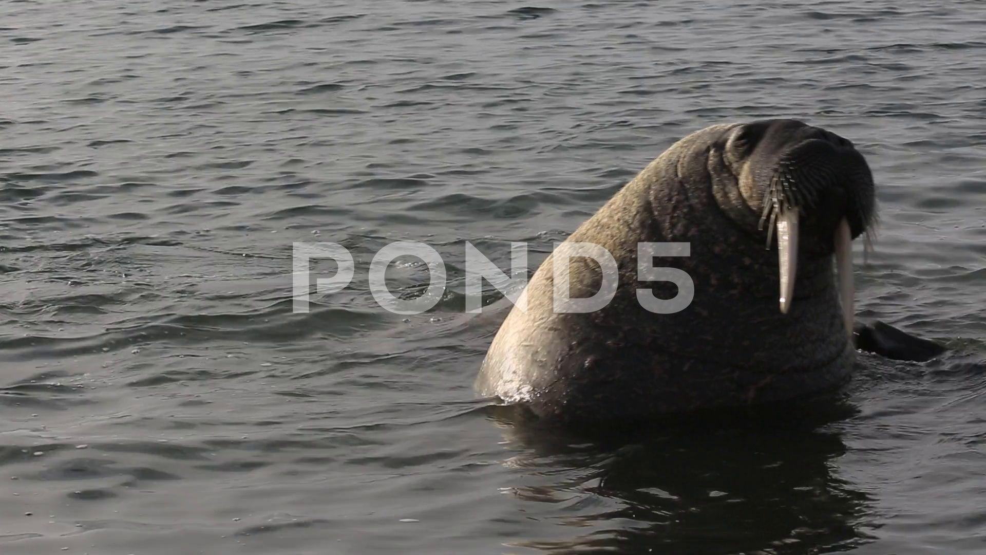 Odobenus Rosmarus Wallpapers - Top Free Odobenus Rosmarus Backgrounds ...