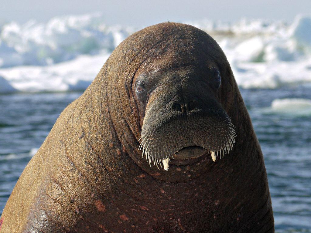 Odobenus Rosmarus Wallpapers - Top Free Odobenus Rosmarus Backgrounds ...