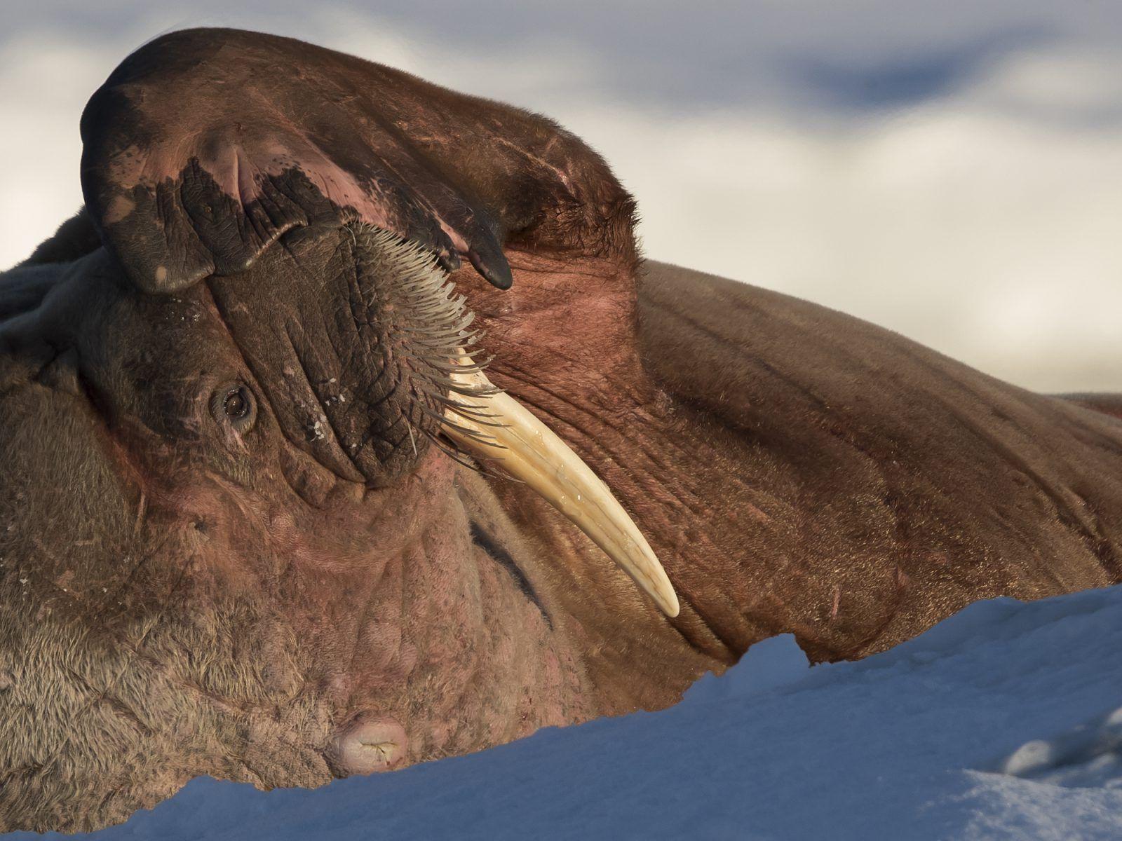 Odobenus Rosmarus Wallpapers - Top Free Odobenus Rosmarus Backgrounds ...