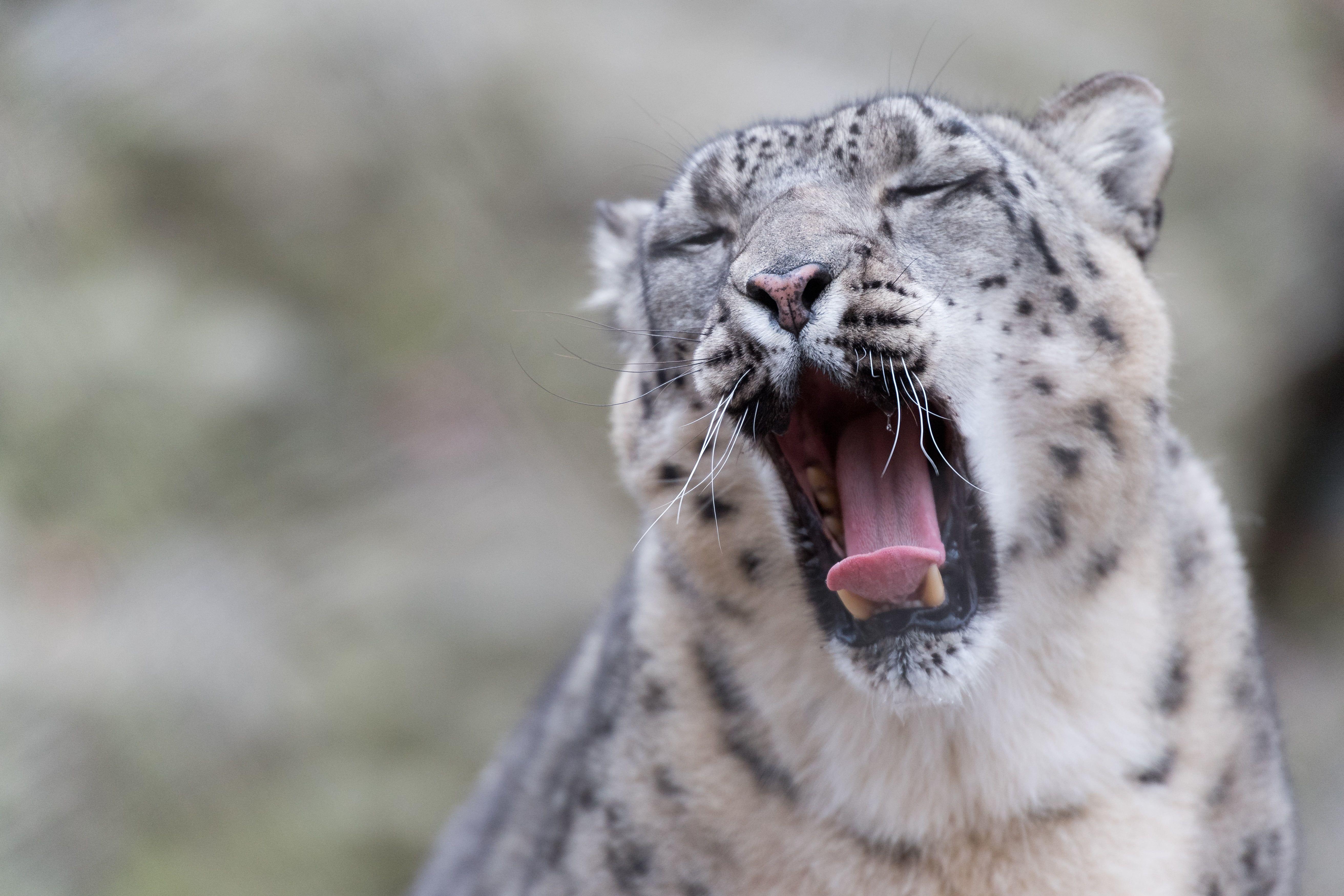 Growling Wallpapers - Top Free Growling Backgrounds - WallpaperAccess