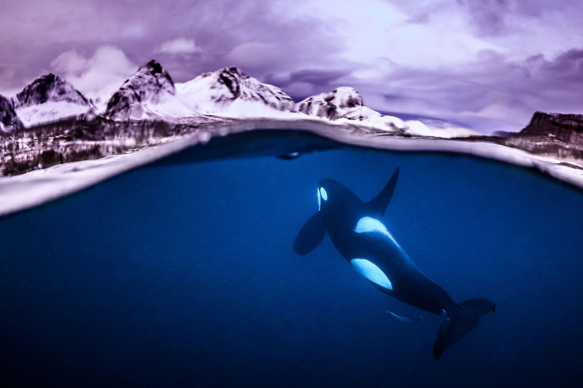 Underwater Sea Walk Wallpapers - Top Free Underwater Sea Walk ...