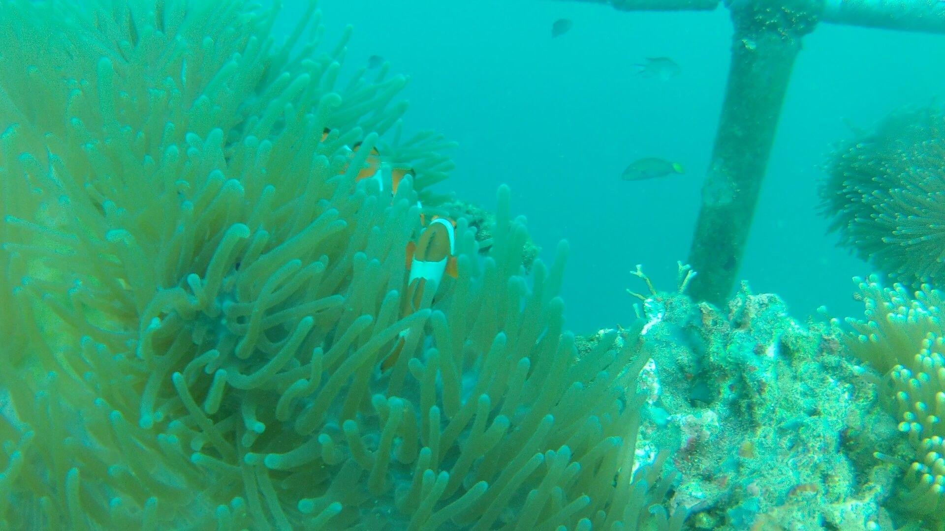 Underwater Sea Walk Wallpapers - Top Free Underwater Sea Walk ...