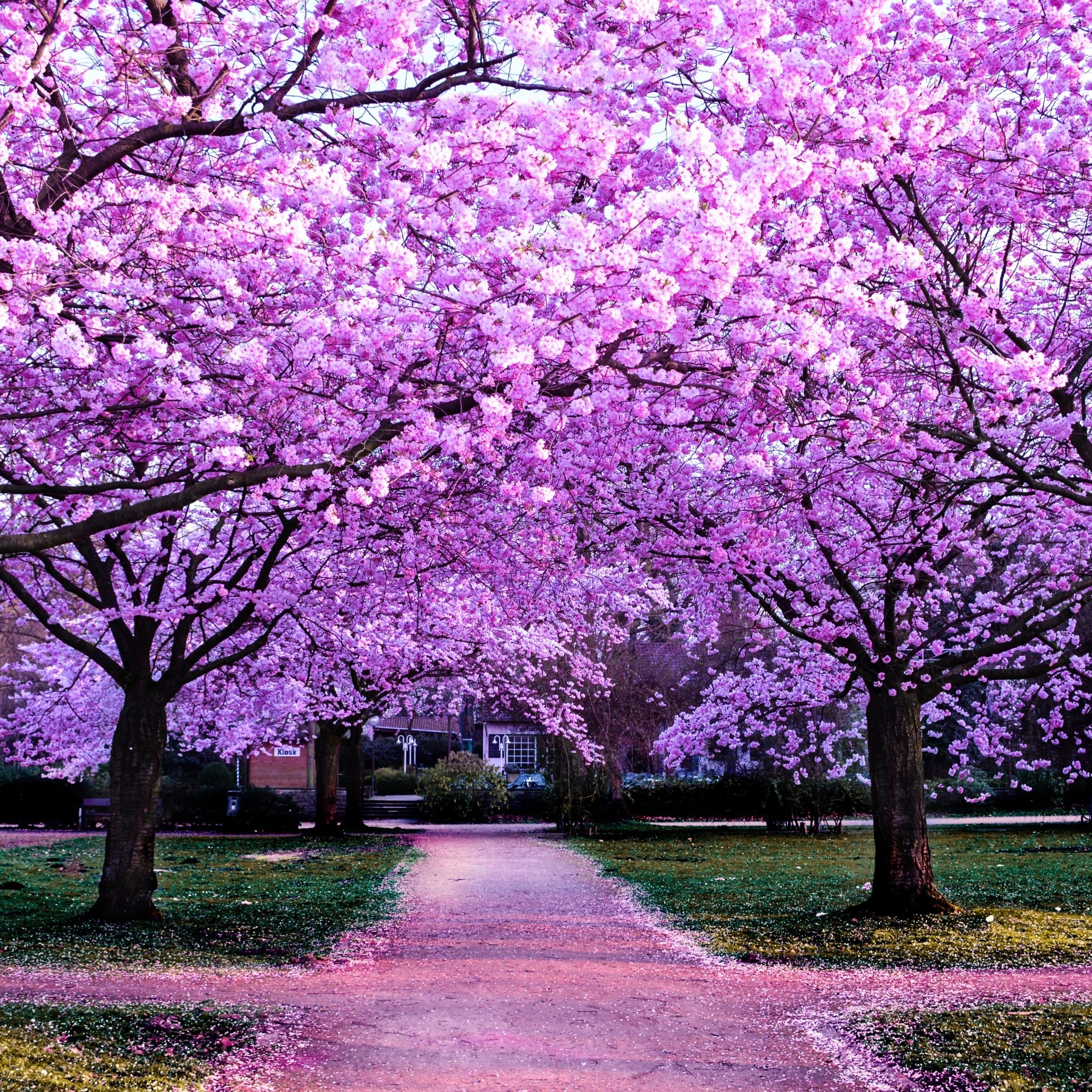 Purple Garden Wallpapers - Top Free Purple Garden Backgrounds ...