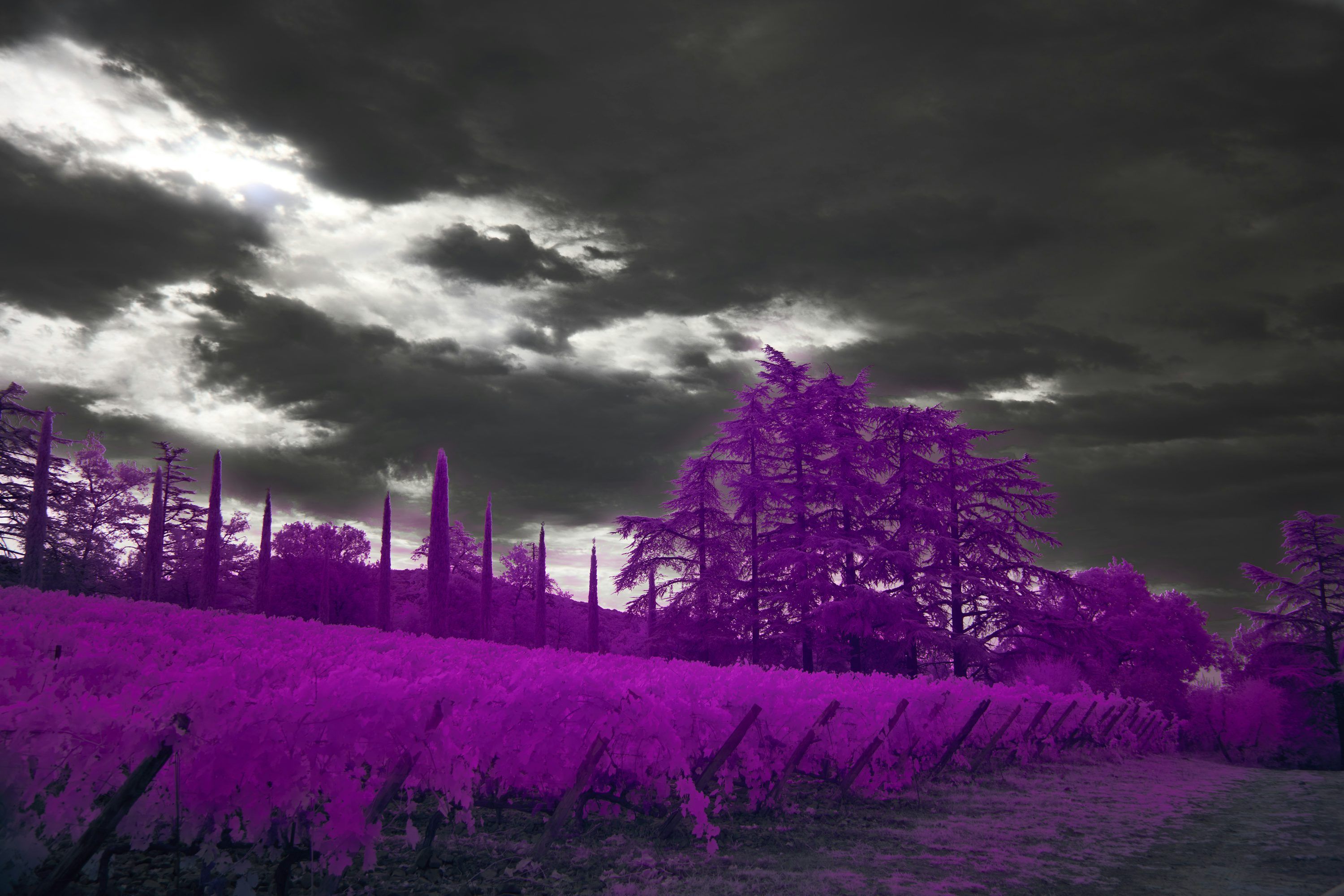 Purple Garden Wallpapers - Top Free Purple Garden Backgrounds ...