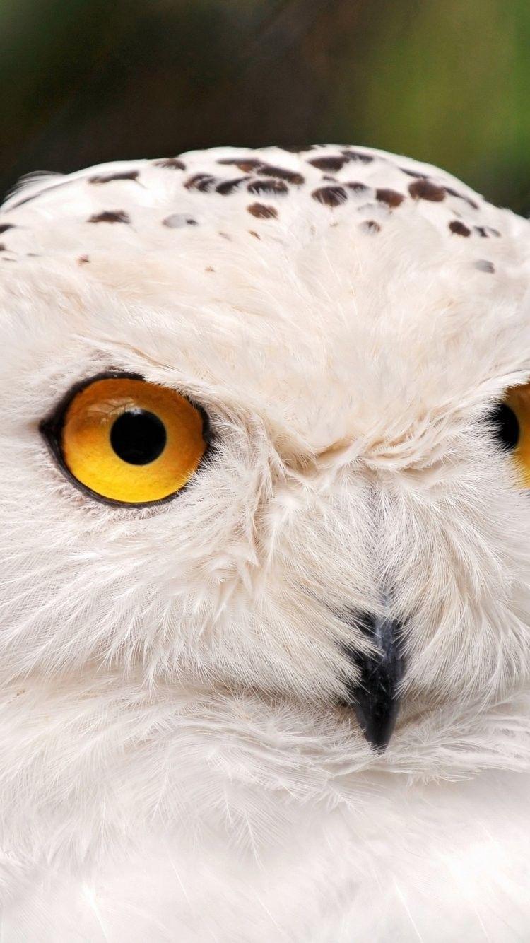 White Owl iPhone Wallpapers - Top Free White Owl iPhone Backgrounds ...