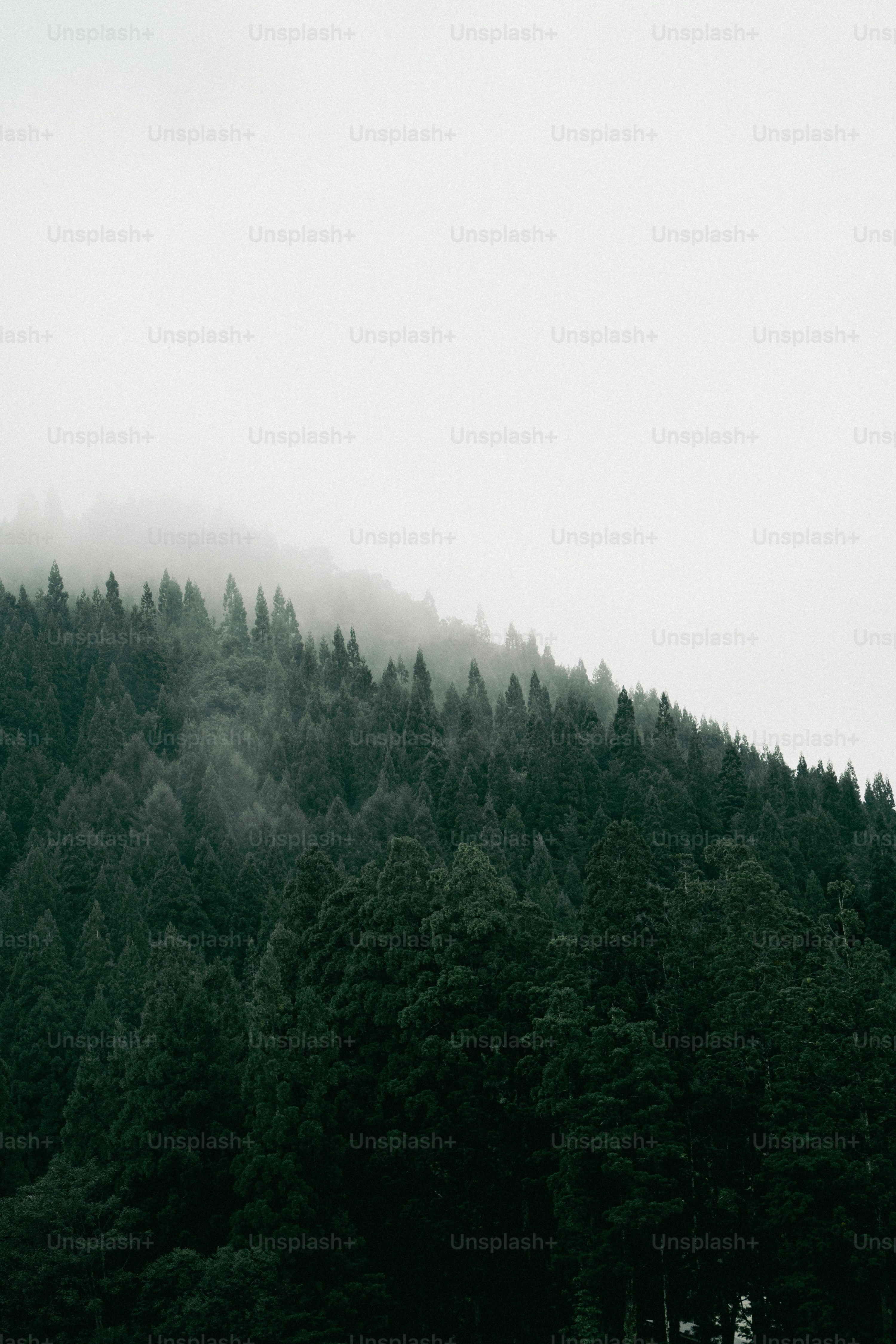 Evergreen Trees Wallpapers - Top Free Evergreen Trees Backgrounds ...