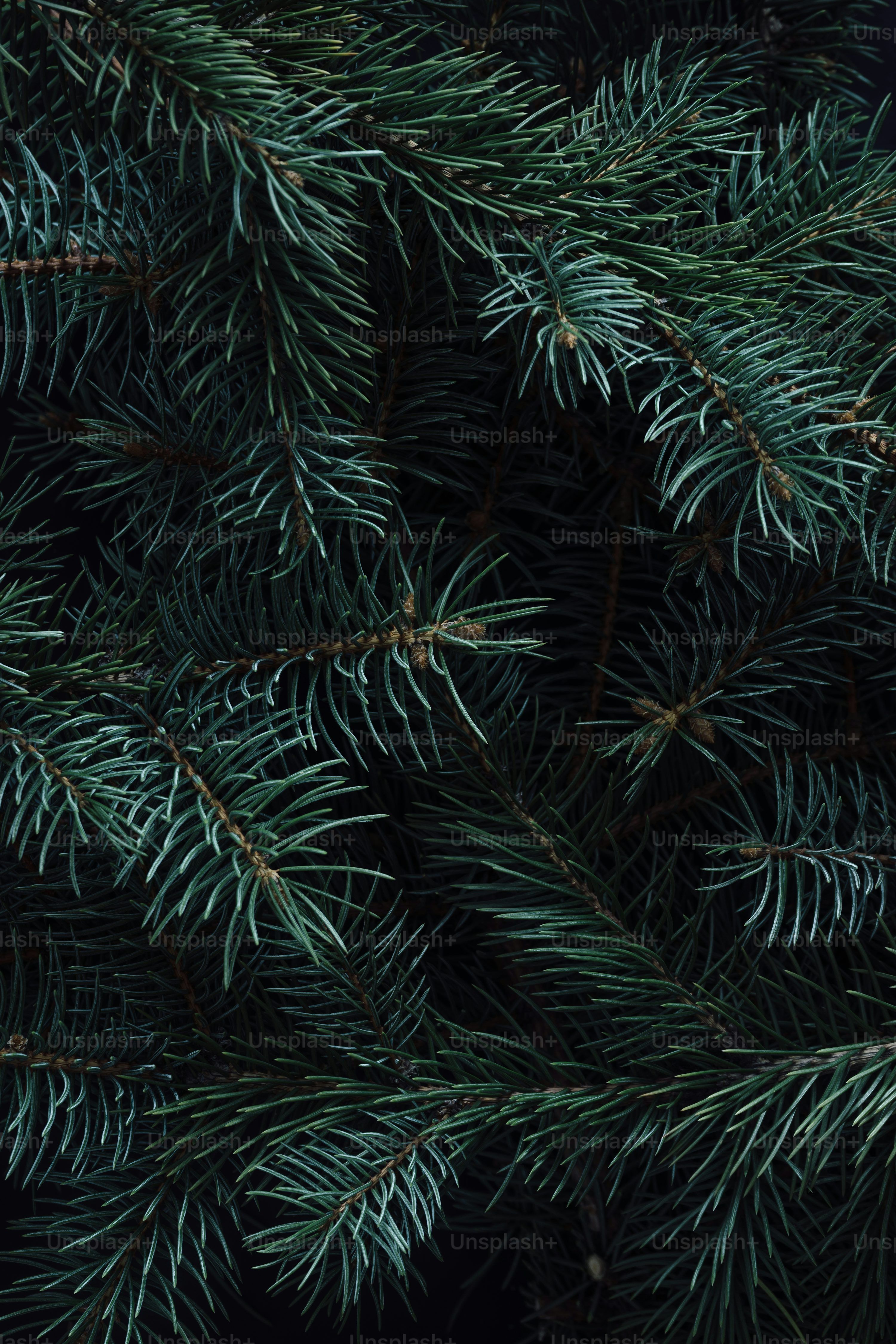 Evergreen Trees Wallpapers - Top Free Evergreen Trees Backgrounds ...