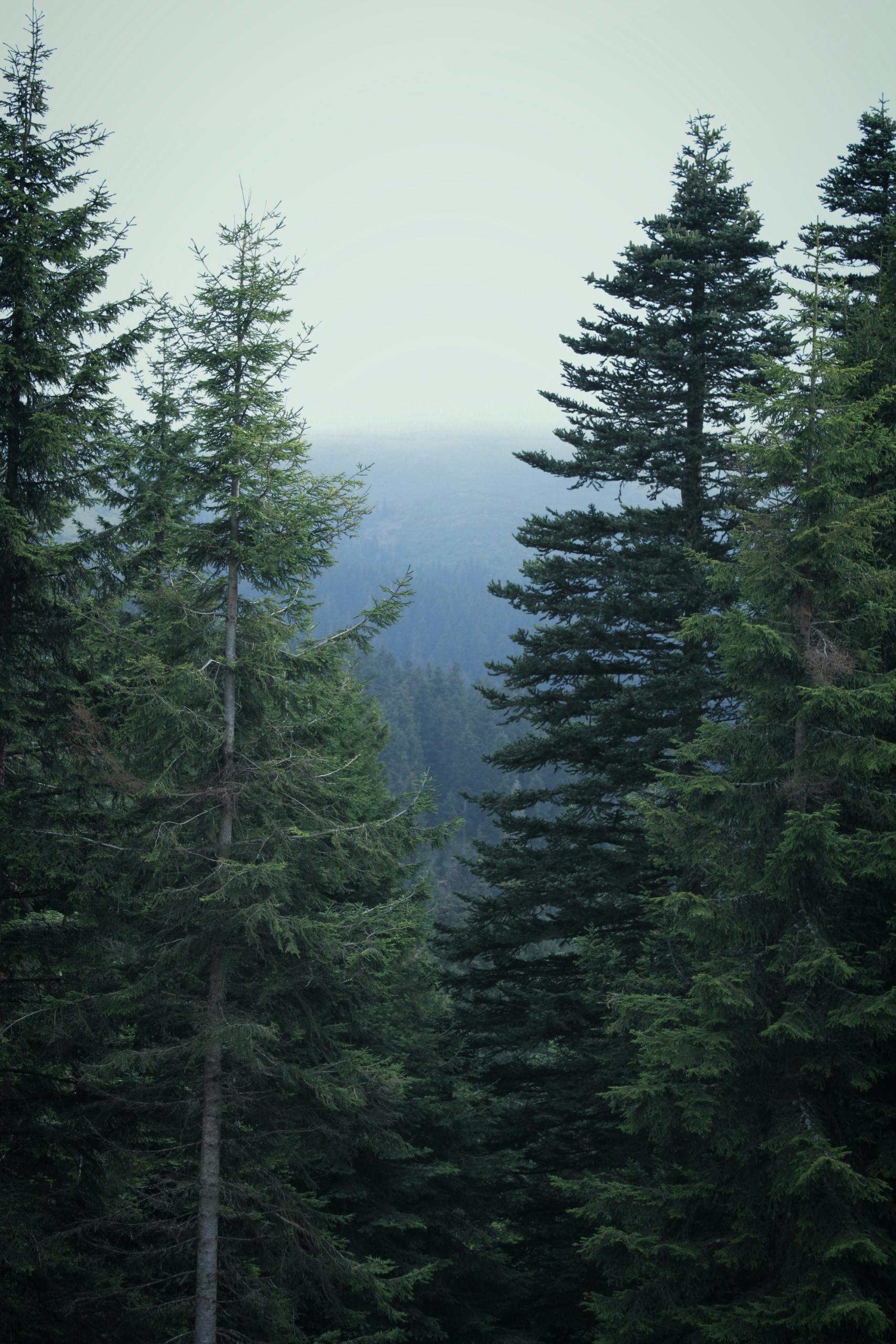 Evergreen Trees Wallpapers - Top Free Evergreen Trees Backgrounds ...