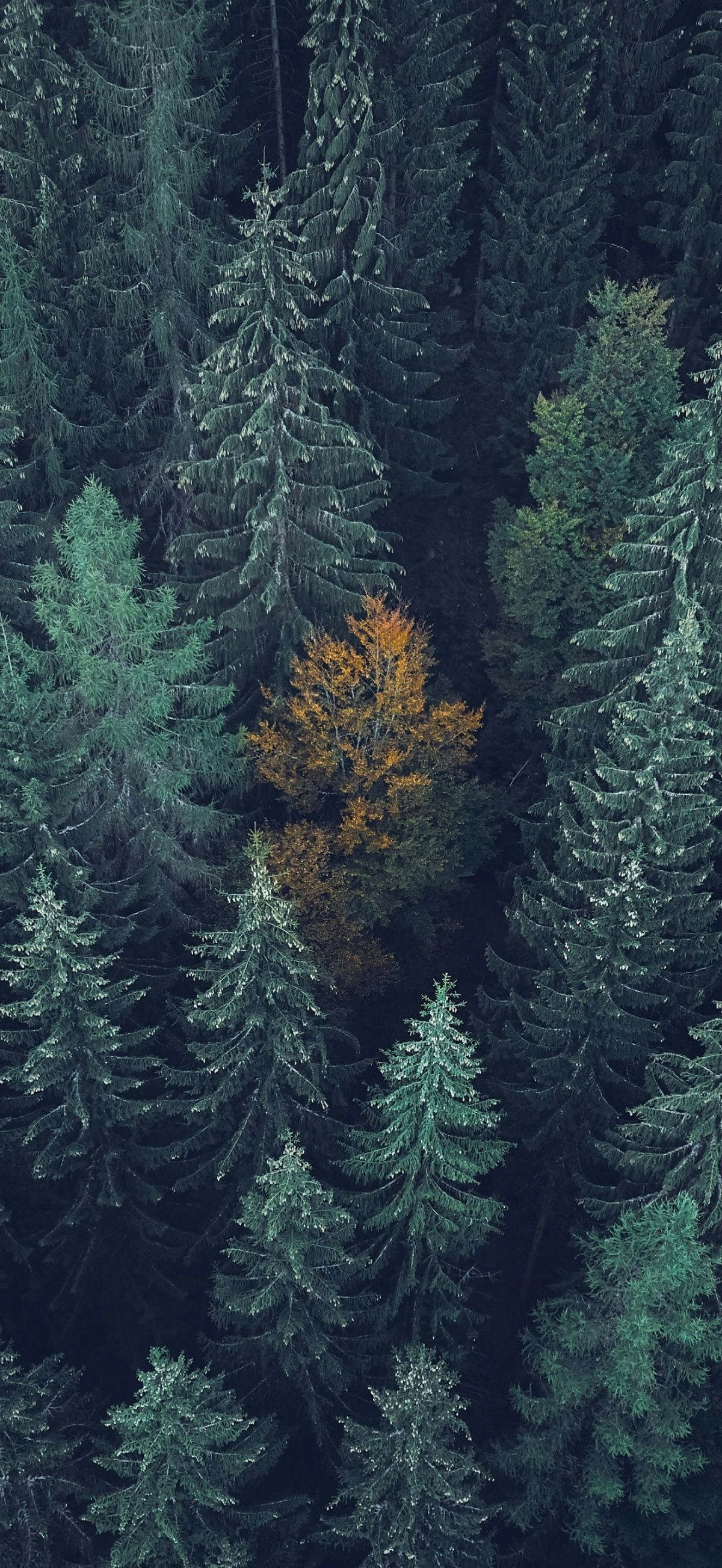 Evergreen Trees Wallpapers - Top Free Evergreen Trees Backgrounds ...