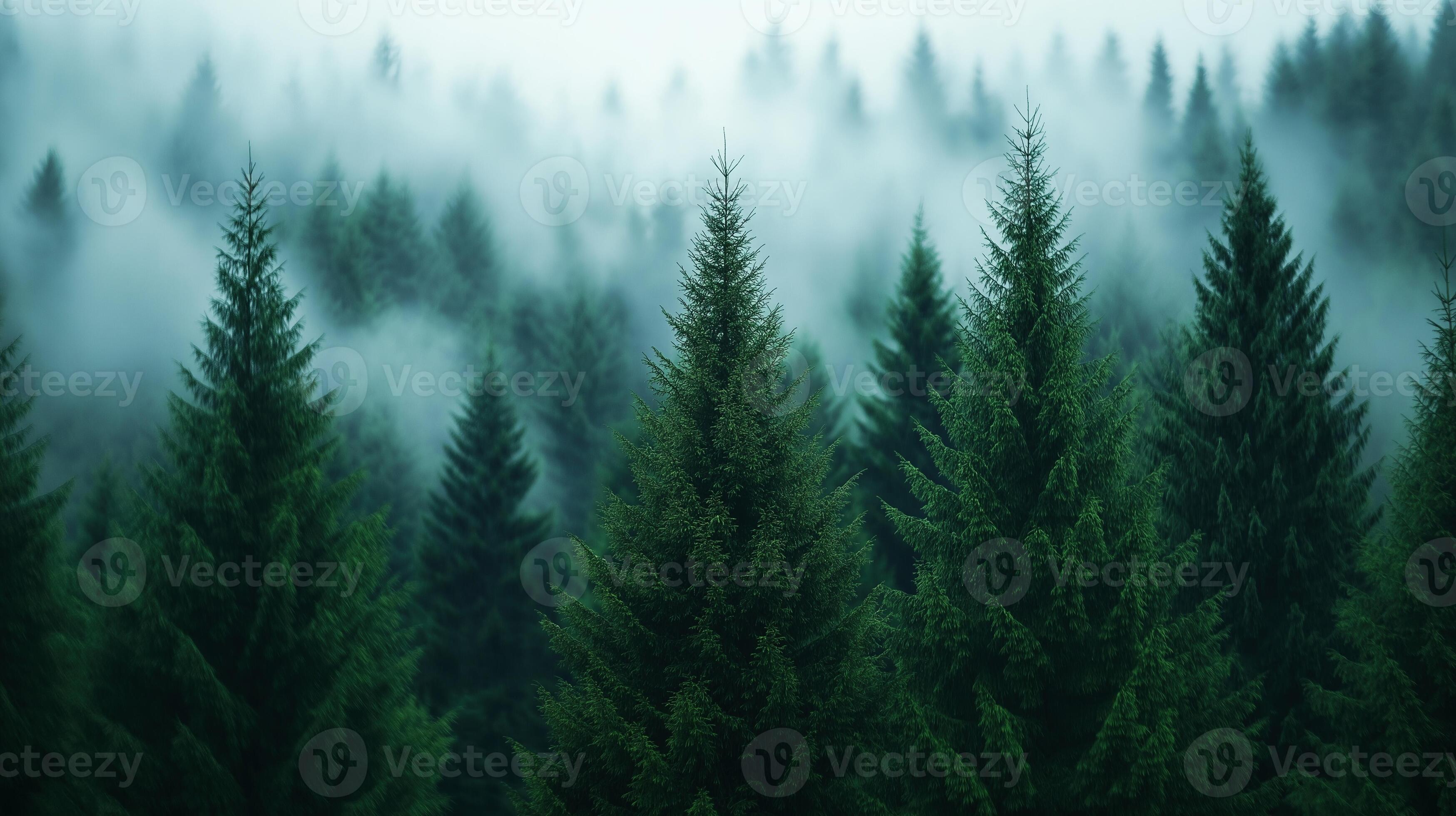 Evergreen Trees Wallpapers - Top Free Evergreen Trees Backgrounds ...