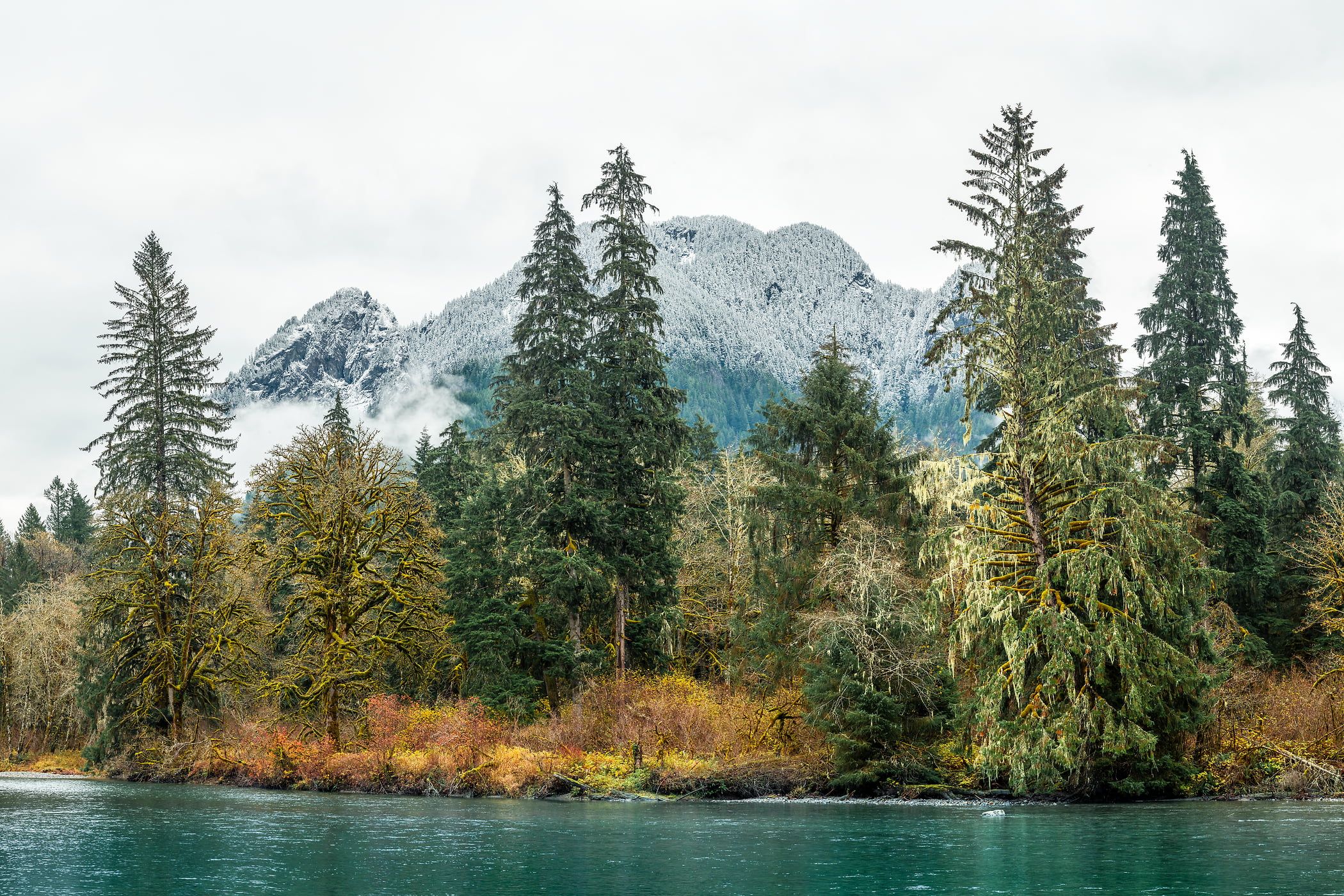 Evergreen Trees Wallpapers - Top Free Evergreen Trees Backgrounds ...
