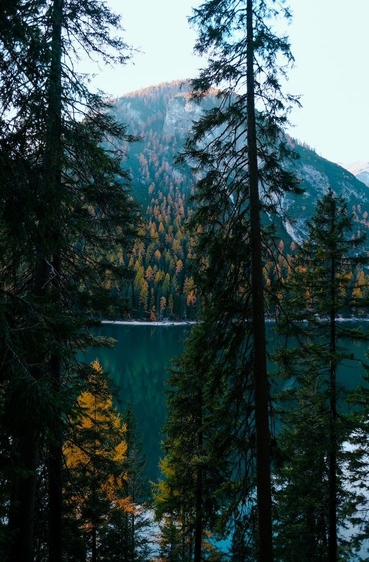 Evergreen Trees Wallpapers - Top Free Evergreen Trees Backgrounds ...