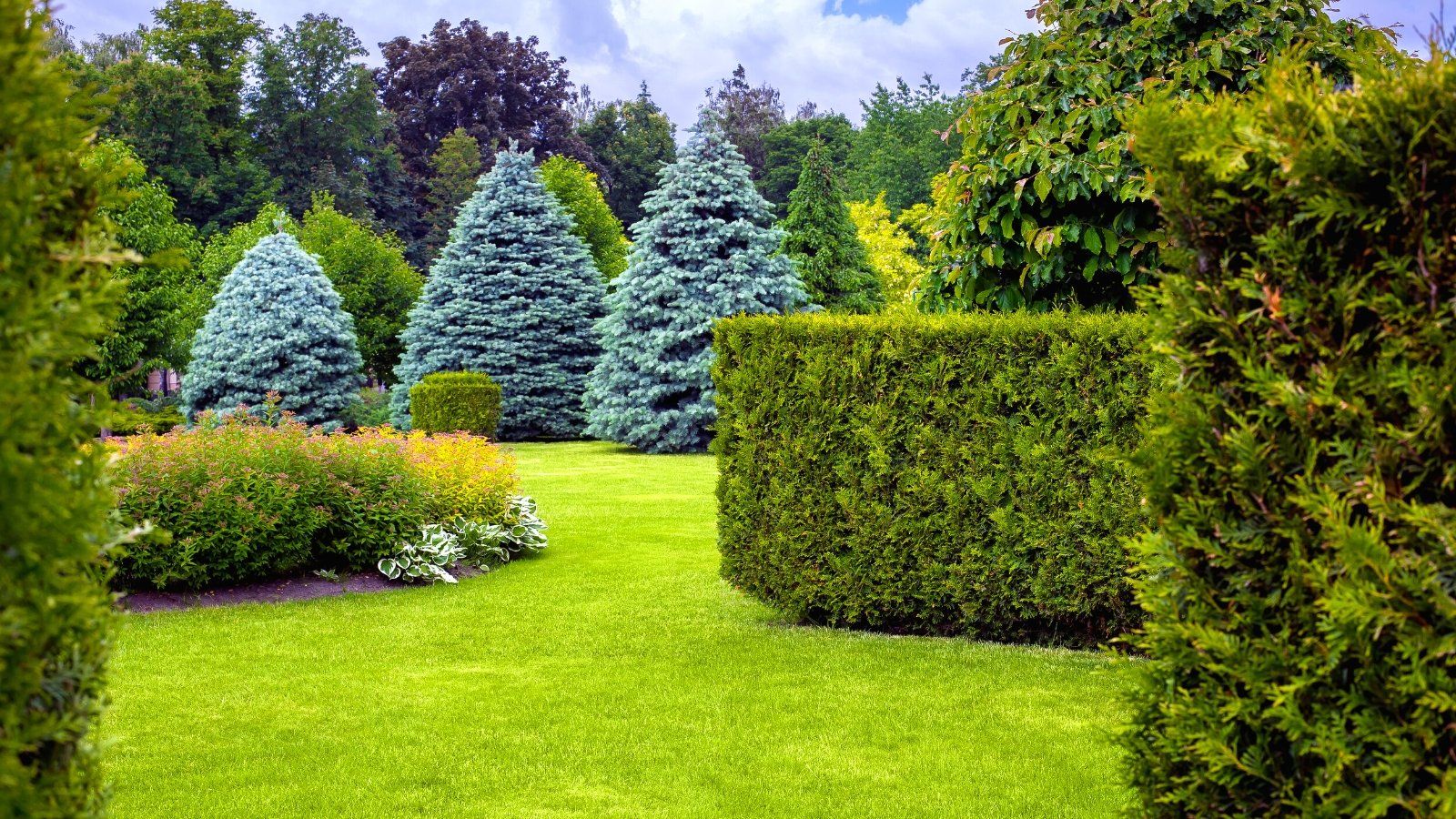 Evergreen Trees Wallpapers - Top Free Evergreen Trees Backgrounds ...