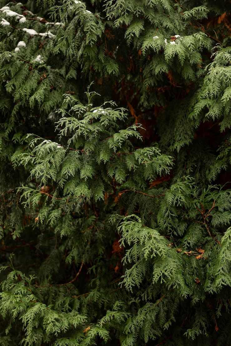 Evergreen Trees Wallpapers - Top Free Evergreen Trees Backgrounds ...