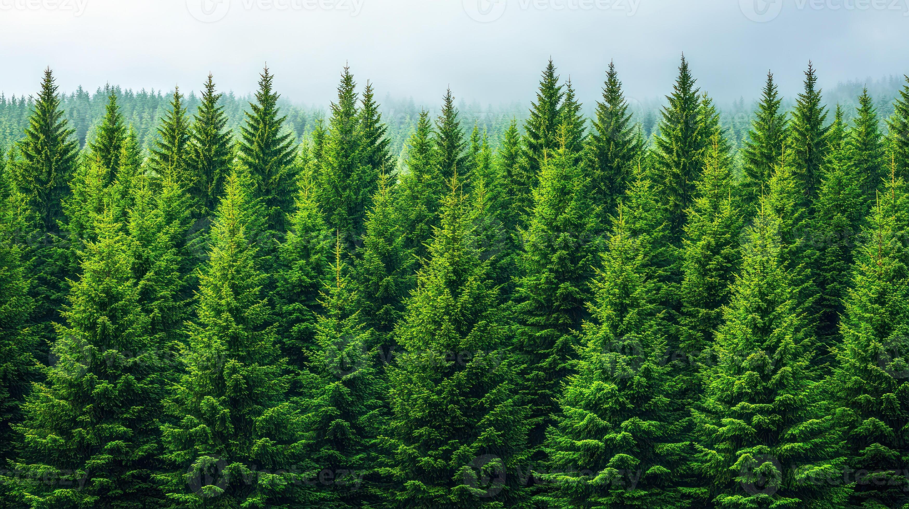 Evergreen Trees Wallpapers - Top Free Evergreen Trees Backgrounds ...
