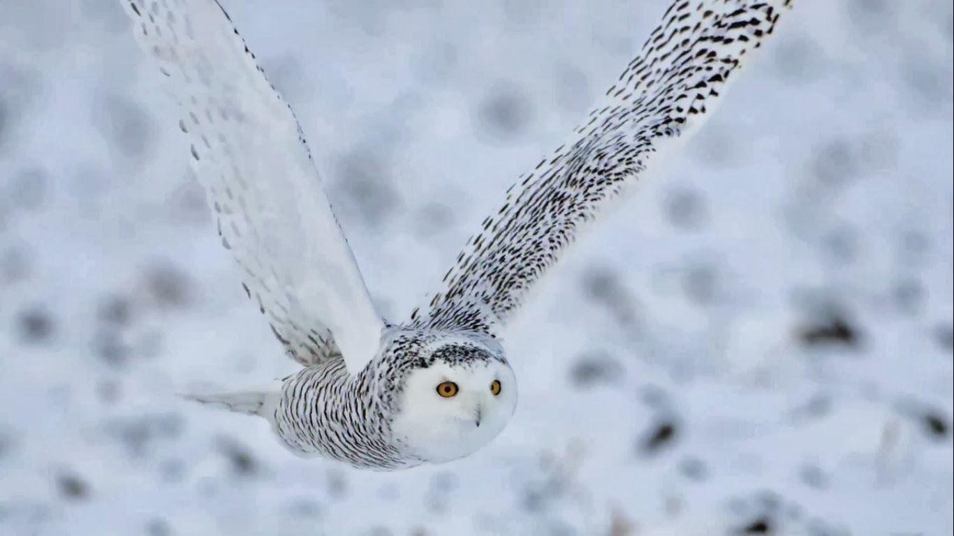 Winter Owl Wallpapers - Top Free Winter Owl Backgrounds - WallpaperAccess