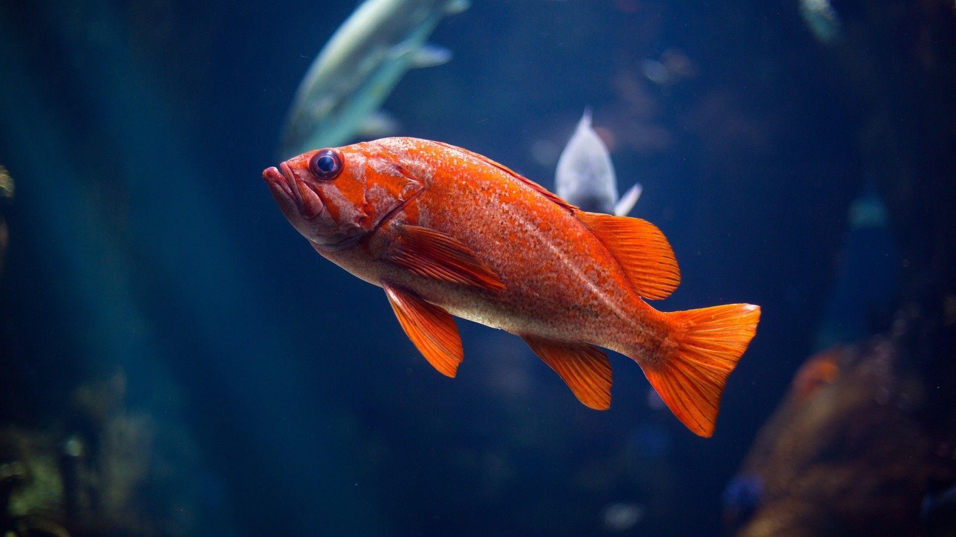 Red Fish Wallpapers - Top Free Red Fish Backgrounds - WallpaperAccess