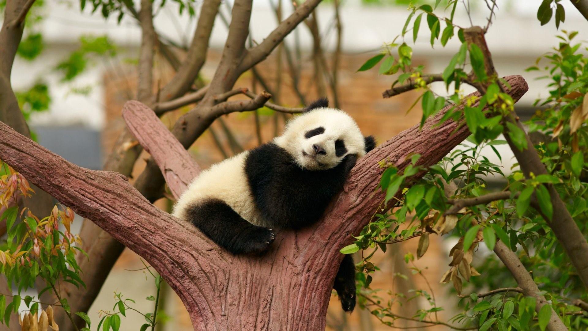 5K HD Panda Wallpapers - Top Free 5K HD Panda Backgrounds - WallpaperAccess