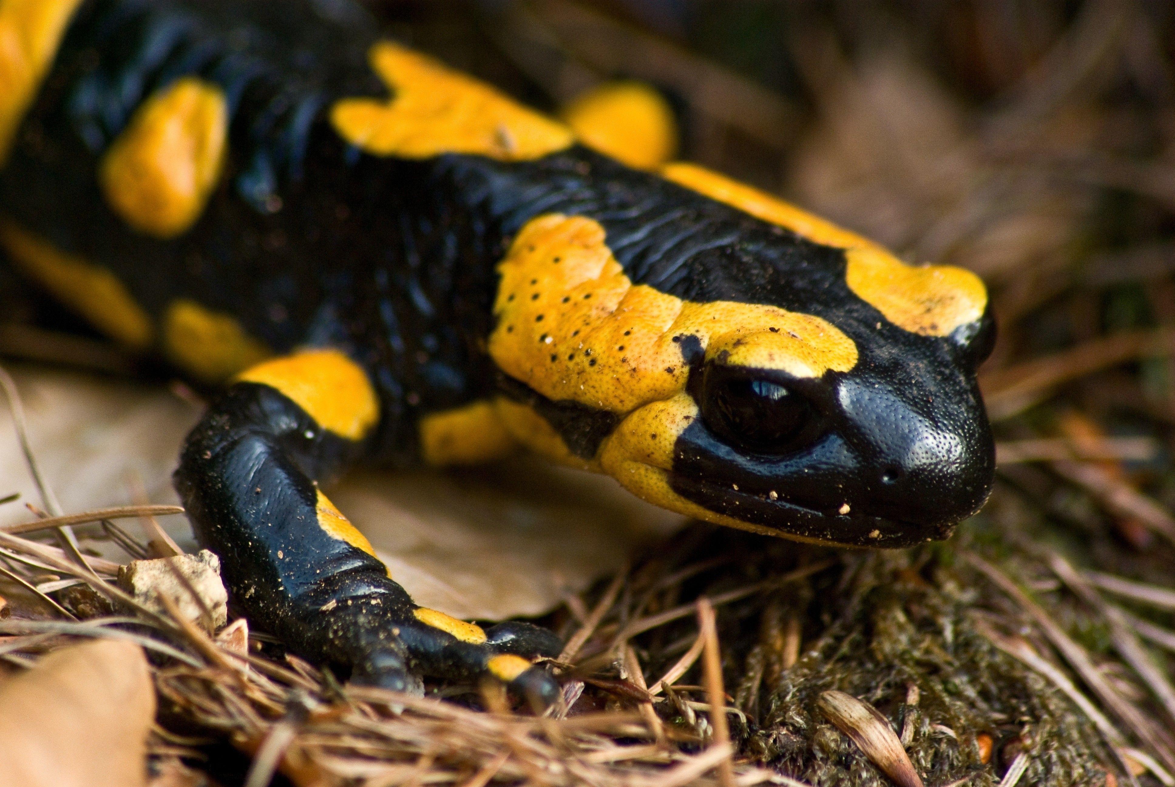 Salamander Wallpapers - Top Free Salamander Backgrounds - WallpaperAccess