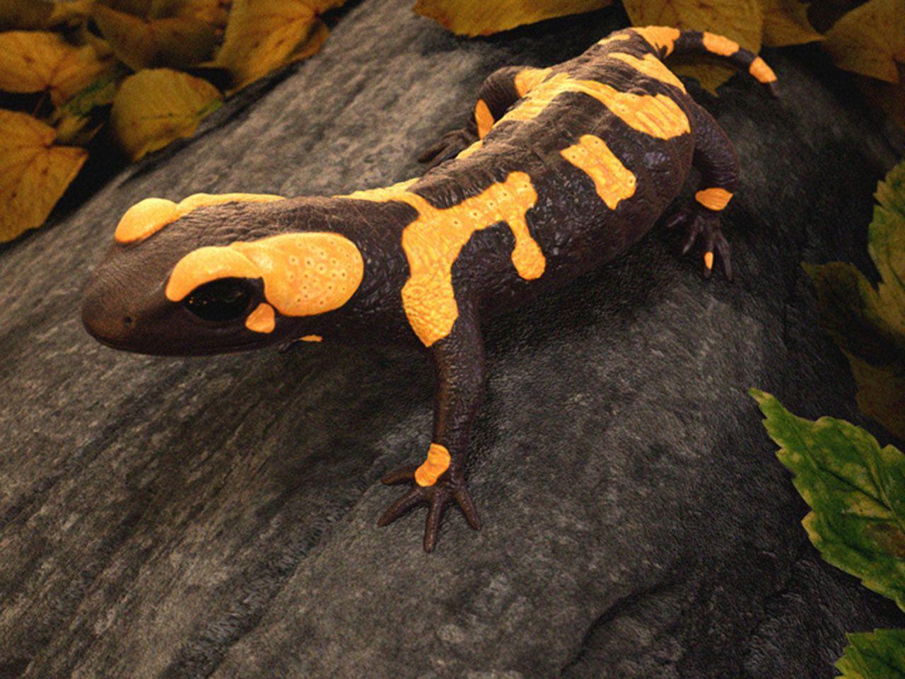 Salamander Wallpapers - Top Free Salamander Backgrounds - WallpaperAccess