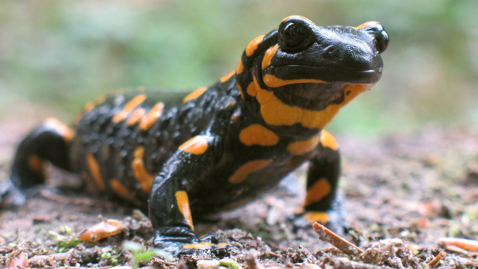 Salamander Wallpapers - Top Free Salamander Backgrounds - WallpaperAccess