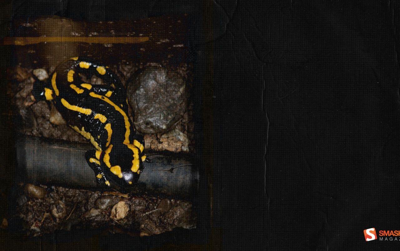 Salamander Wallpapers - Top Free Salamander Backgrounds - WallpaperAccess