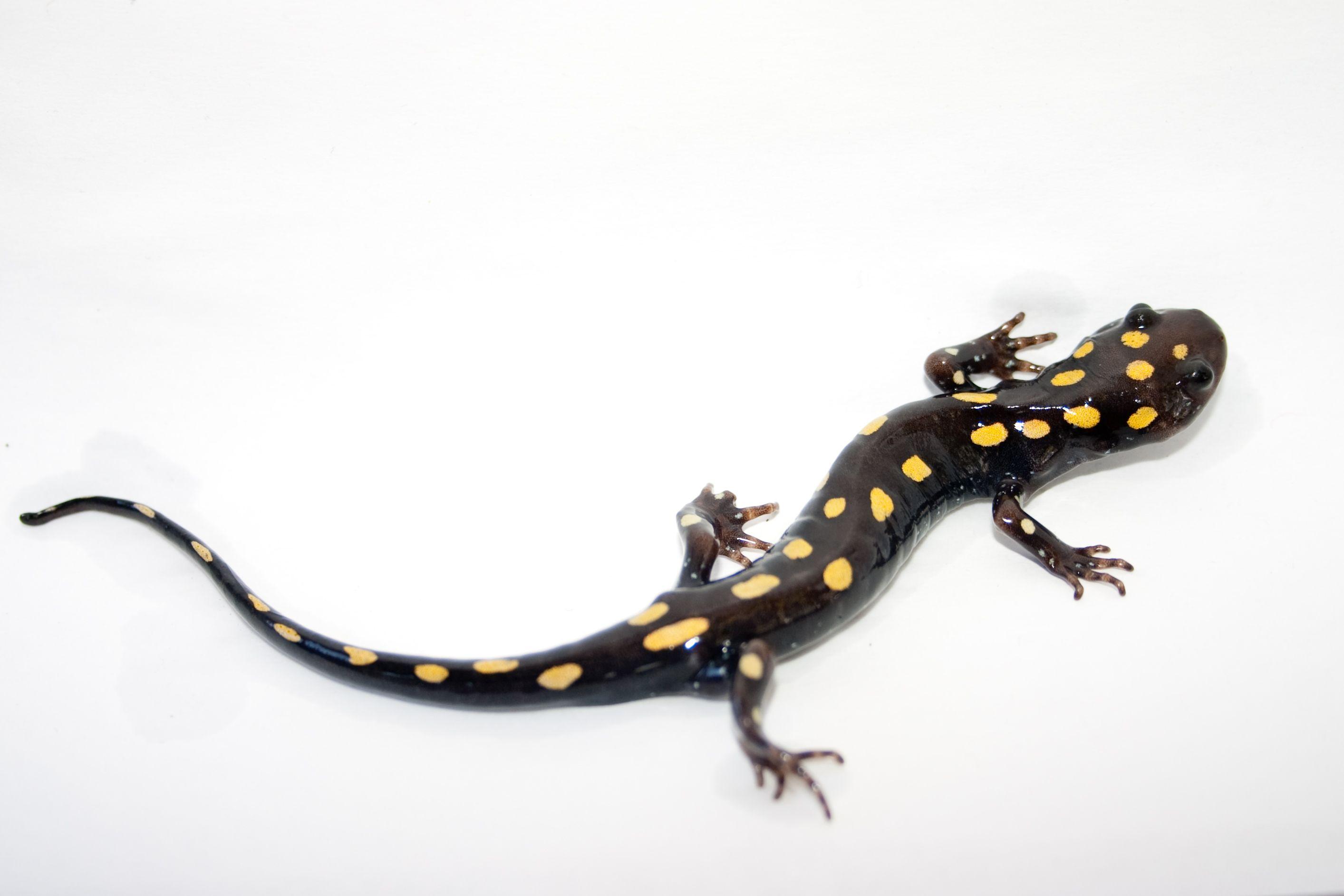 Salamander Wallpapers - Top Free Salamander Backgrounds - WallpaperAccess