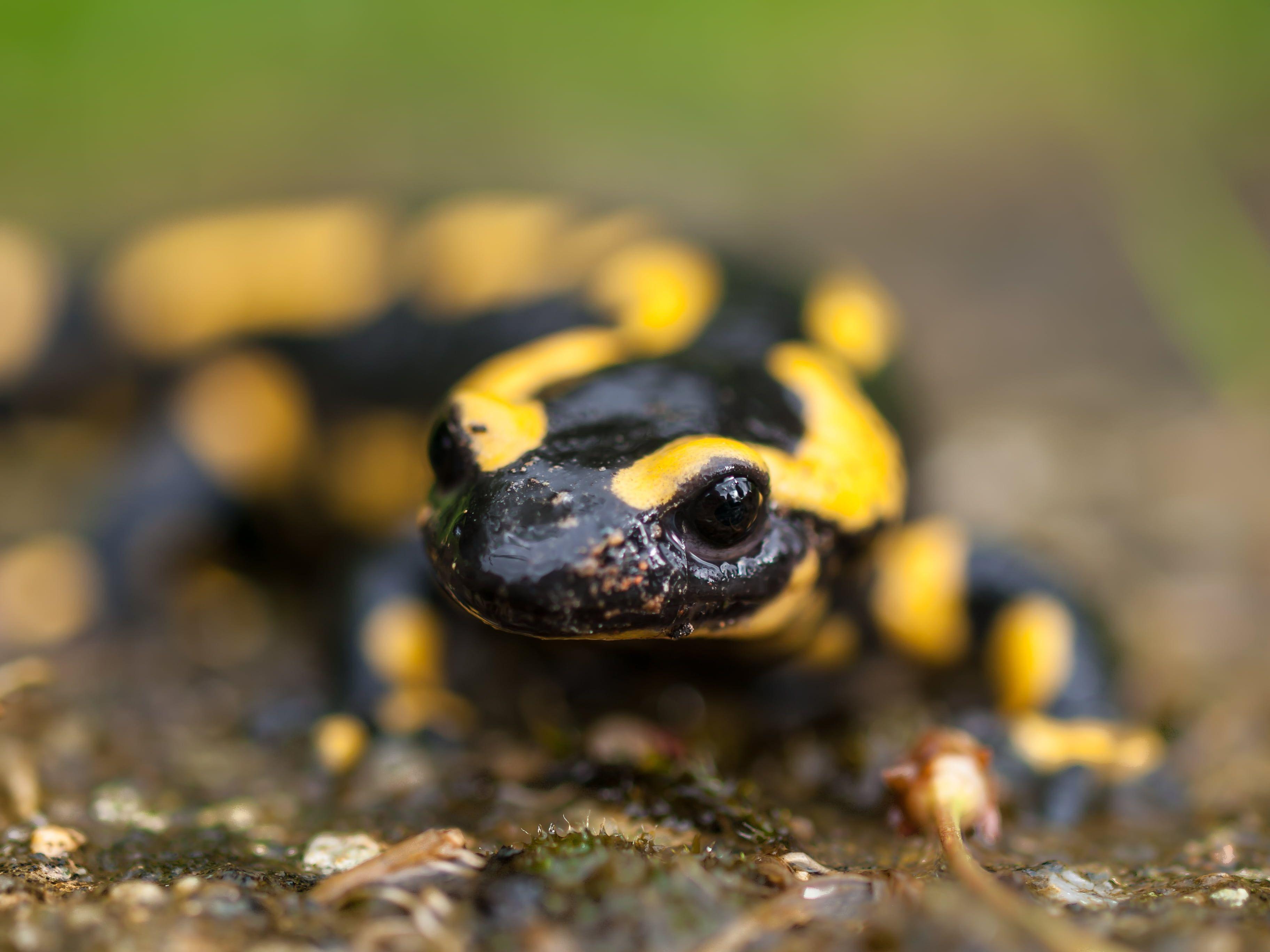 Salamander Wallpapers - Top Free Salamander Backgrounds - WallpaperAccess