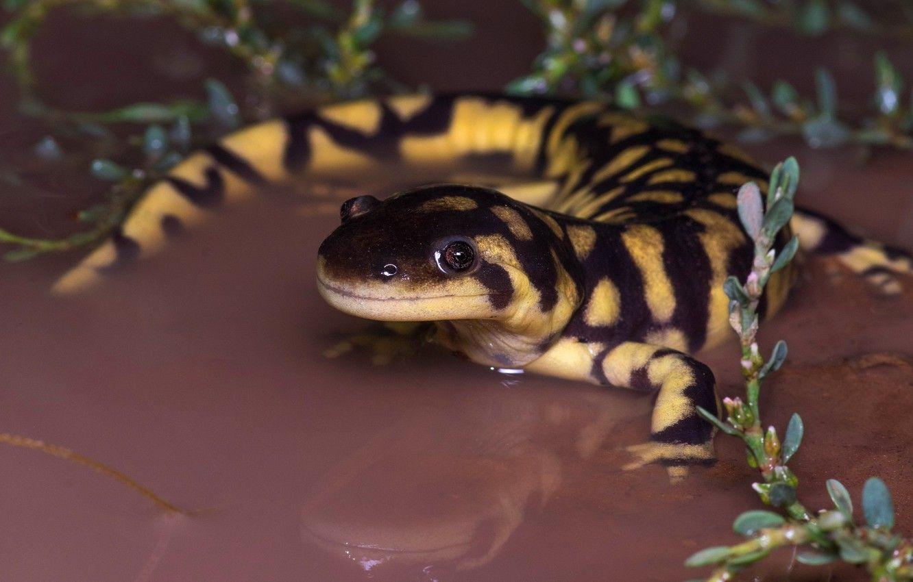 Salamander Wallpapers - Top Free Salamander Backgrounds - WallpaperAccess
