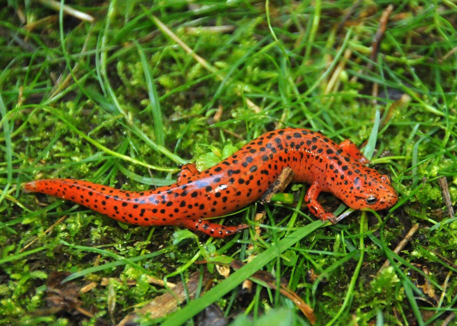 Salamander Wallpapers - Top Free Salamander Backgrounds - WallpaperAccess